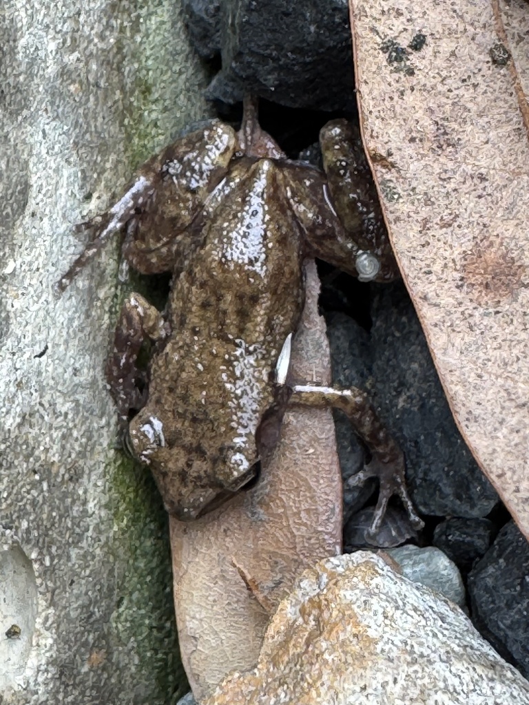 Rio Grande Chirping Frog in February 2025 by Rita Wright · iNaturalist