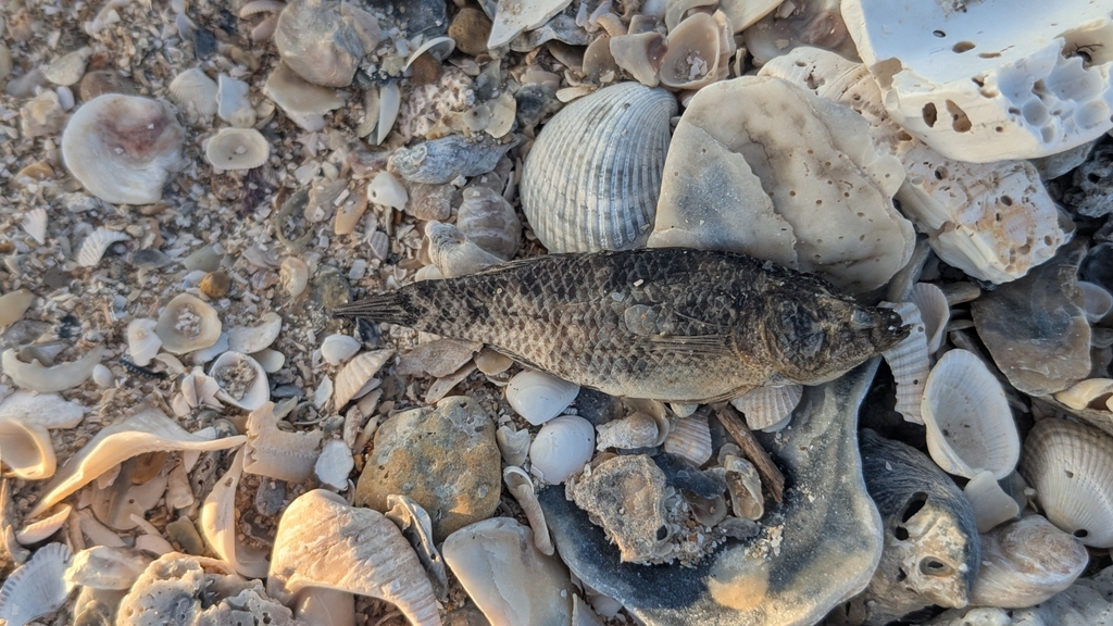 Fat Sleeper from Wetlands Center, 3104, Galveston, TX 77550, USA on ...