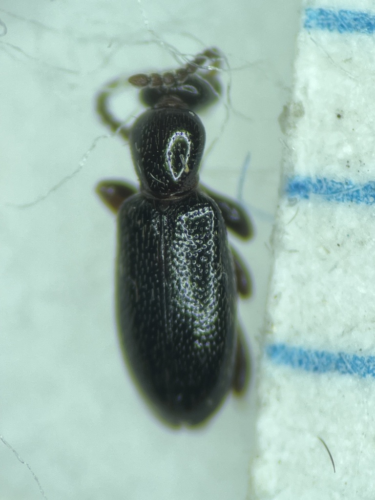 Vacusus confinis from South Baton Rouge, Baton Rouge, LA, USA on August ...
