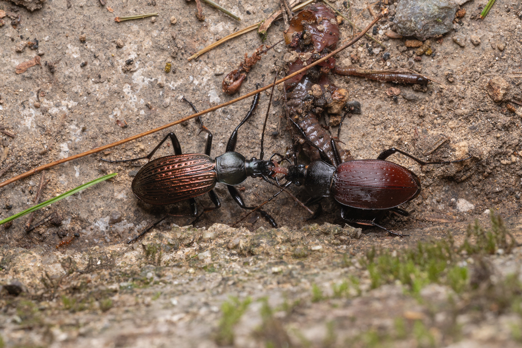 Carabus davidis from 中国福建省三明市泰宁县 on July 15, 2024 at 01:06 AM by Zixuan ...