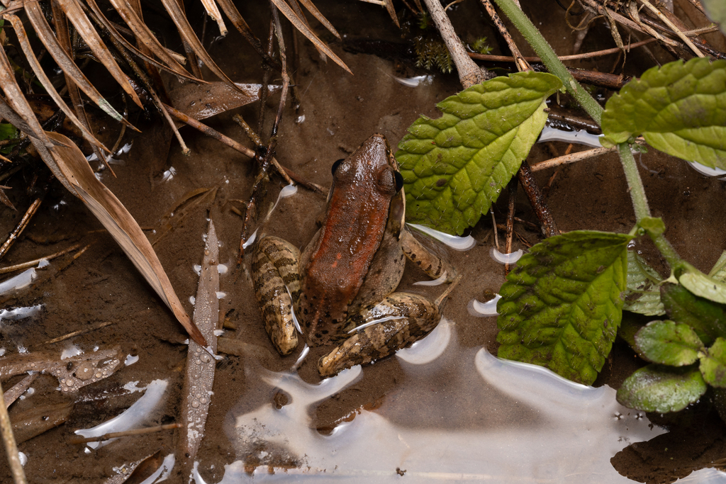 Olive Frog from 中国福建省三明市泰宁县 on July 16, 2024 at 10:16 PM by Zixuan Li ...