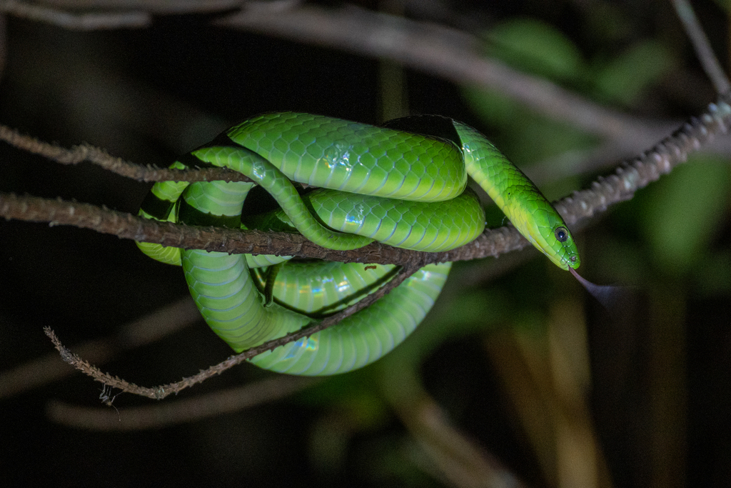 Chinese Green Snake from 中国福建省三明市泰宁县 on July 16, 2024 at 10:46 PM by ...