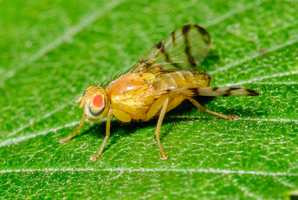 Rose Hip Fly from Westlock County, AB, Canada on August 19, 2009 at 11: ...