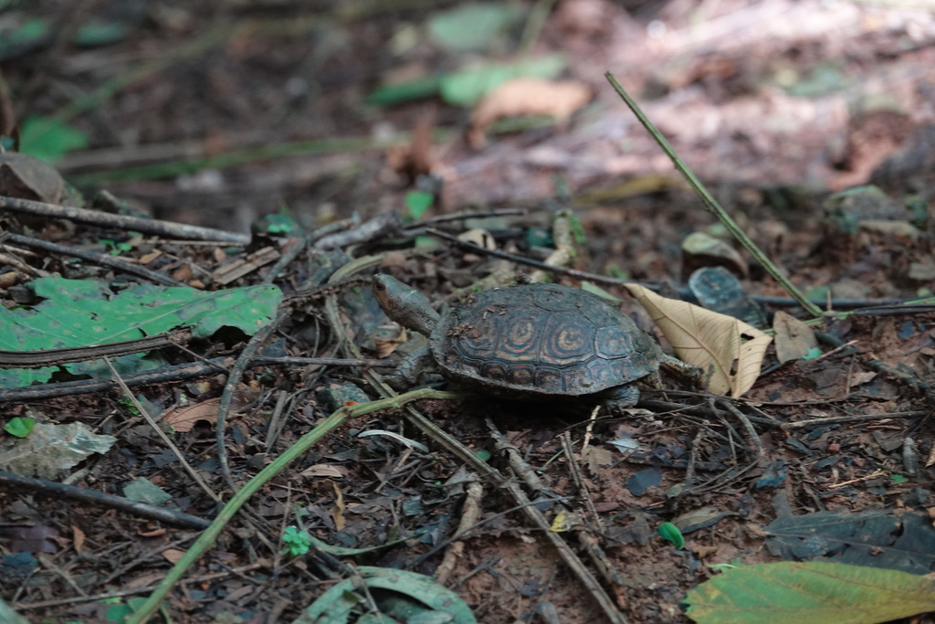 Painted Wood Turtle from Provincia de Puntarenas, Costa Rica on August ...