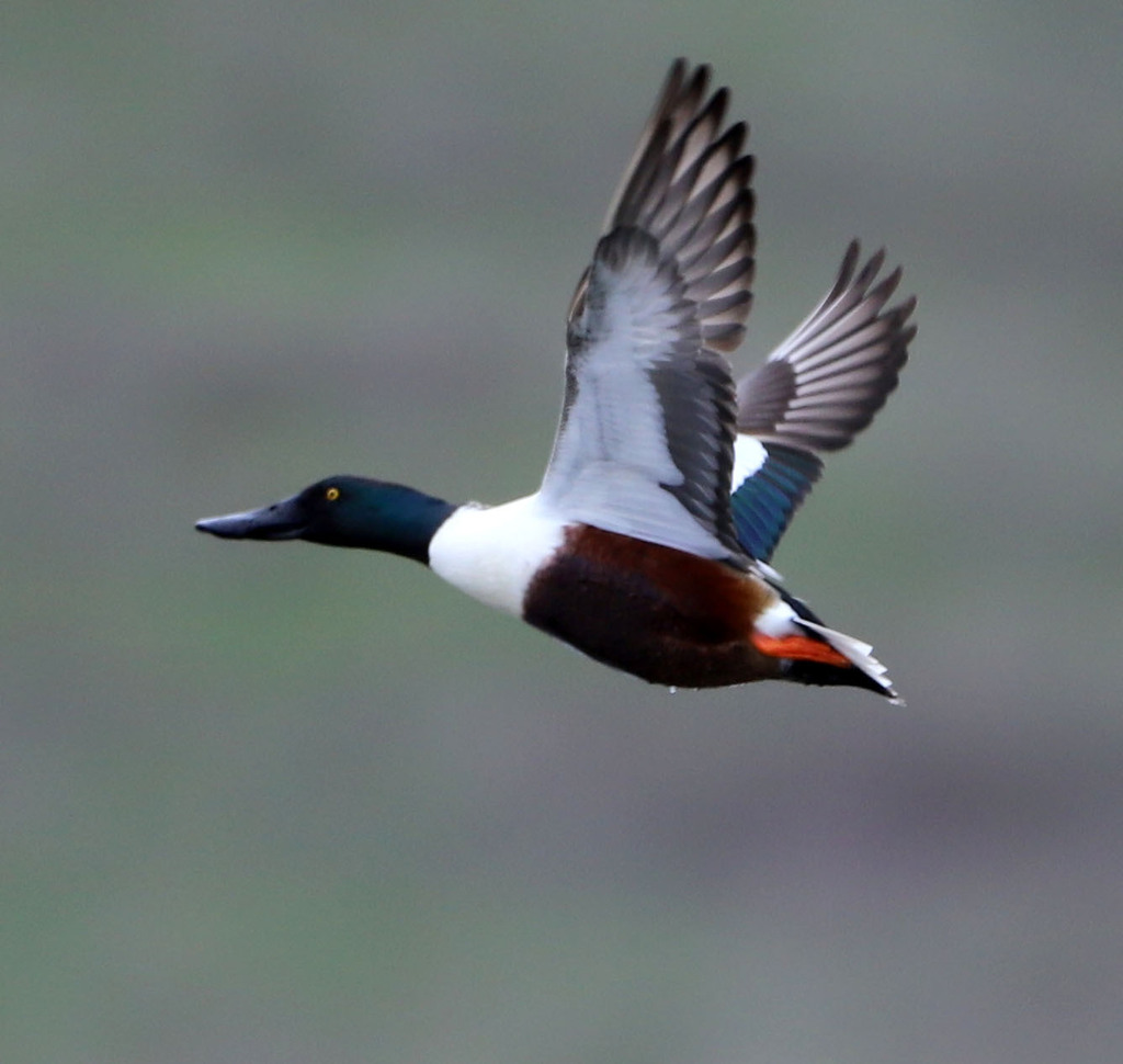 Northern Shoveler from Coyote Hills Regional Park, 8000 Patterson Ranch ...