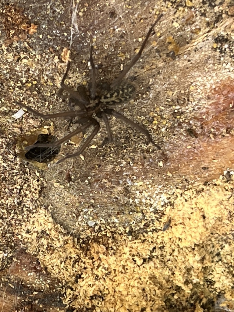 Giant House Spider from 36th Ave NE, Seattle, WA, US on February 3 ...