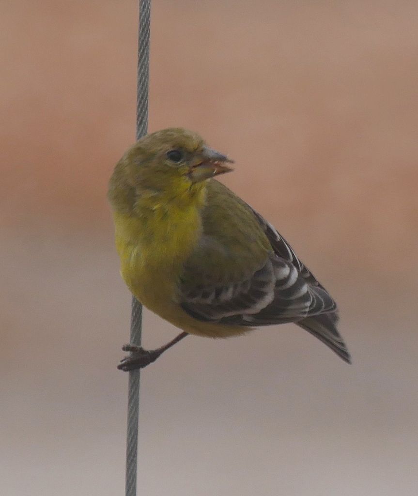 Lesser Goldfinch from Delta, CO 81416, USA on February 01, 2025 at 11: ...