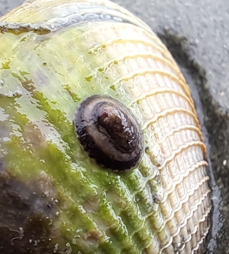 Notoacmea scapha from Nelson, New Zealand on February 4, 2025 at 08:25 ...