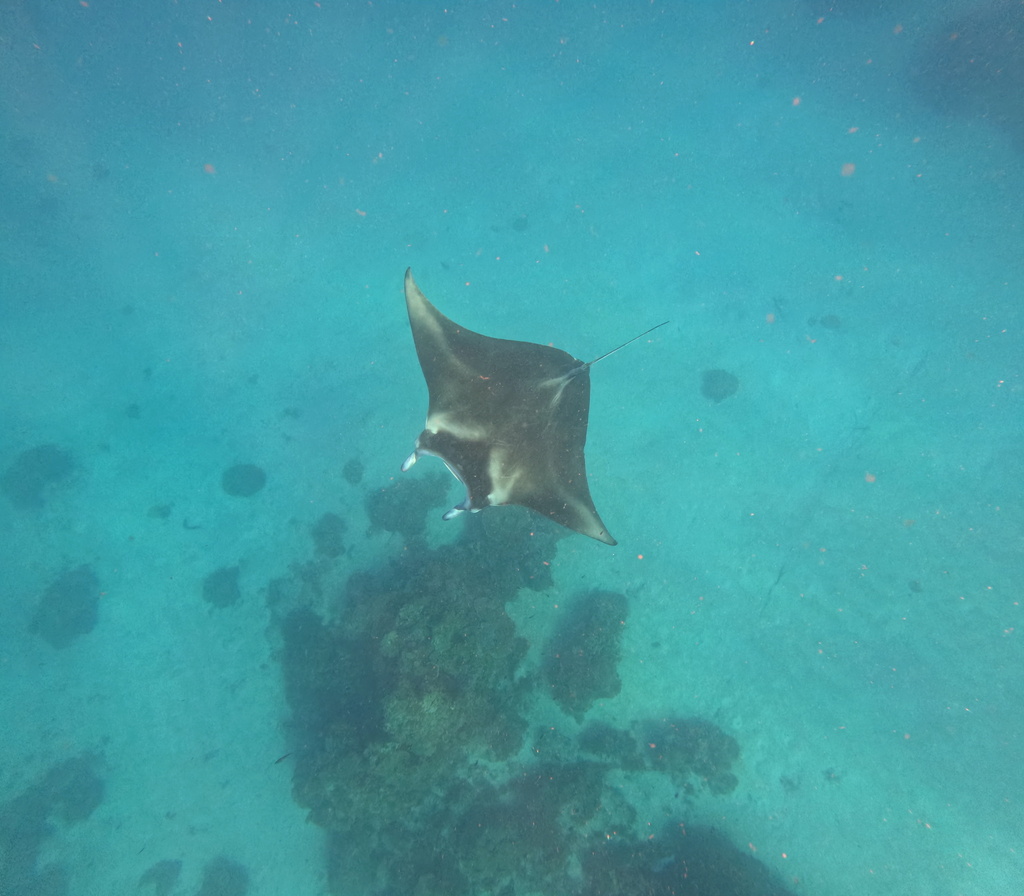 Reef Manta Ray from South Pacific Ocean, Queensland, QLD, AU on January ...