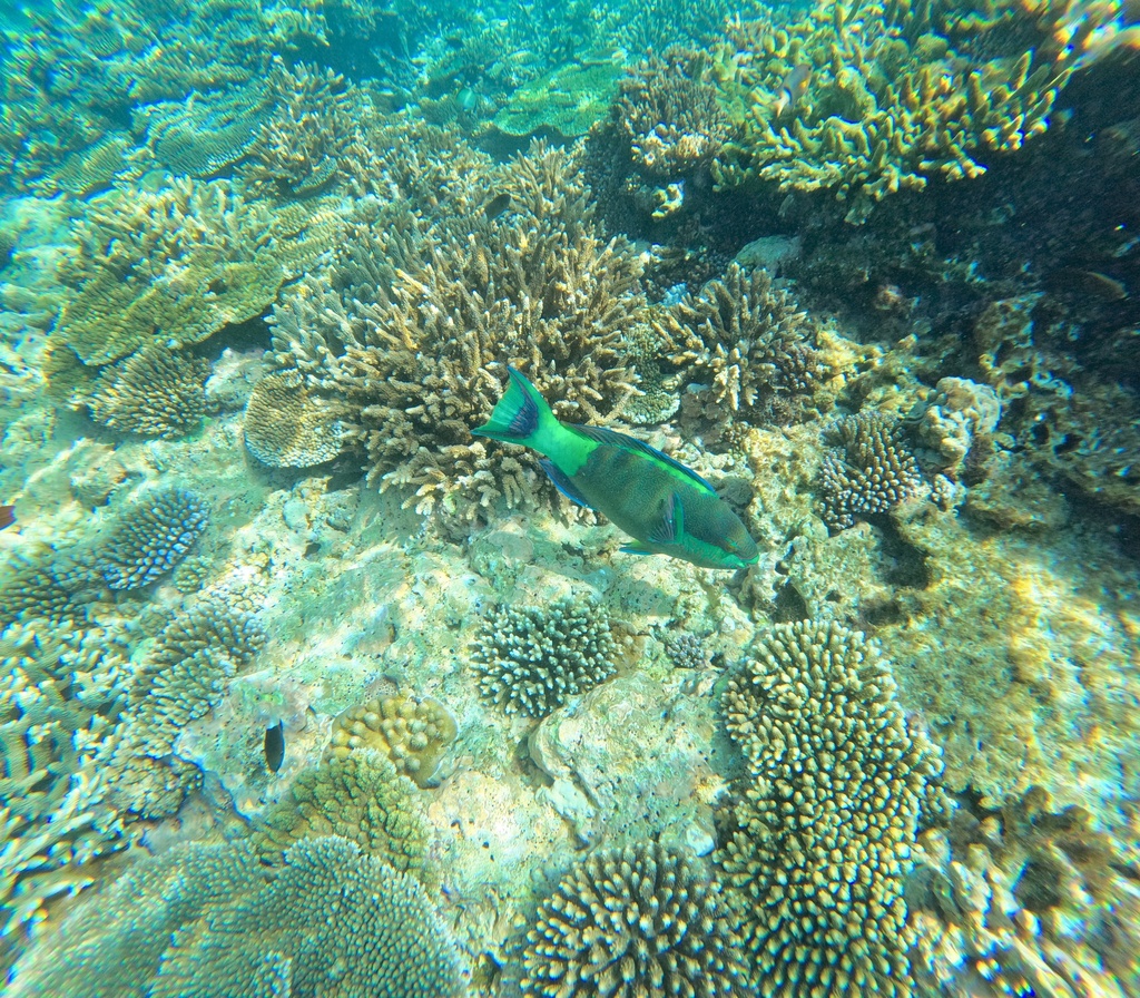 Sixband Parrotfish from South Pacific Ocean, Queensland, QLD, AU on ...