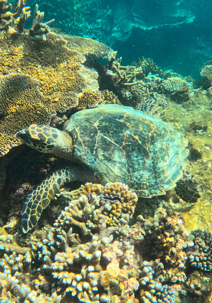 Hawksbill Sea Turtle from South Pacific Ocean, Queensland, QLD, AU on ...