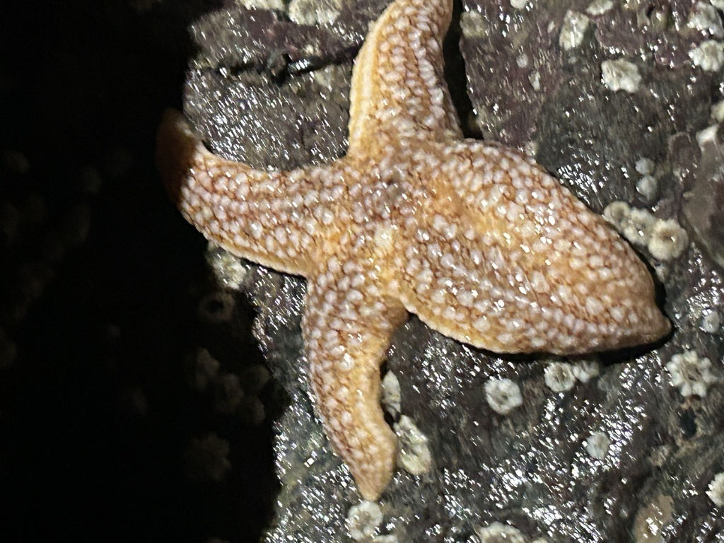 Common Sea Star from Menai Strait, Menai Bridge, Wales, GB on February 03, 2025 at 09:07 PM by ...