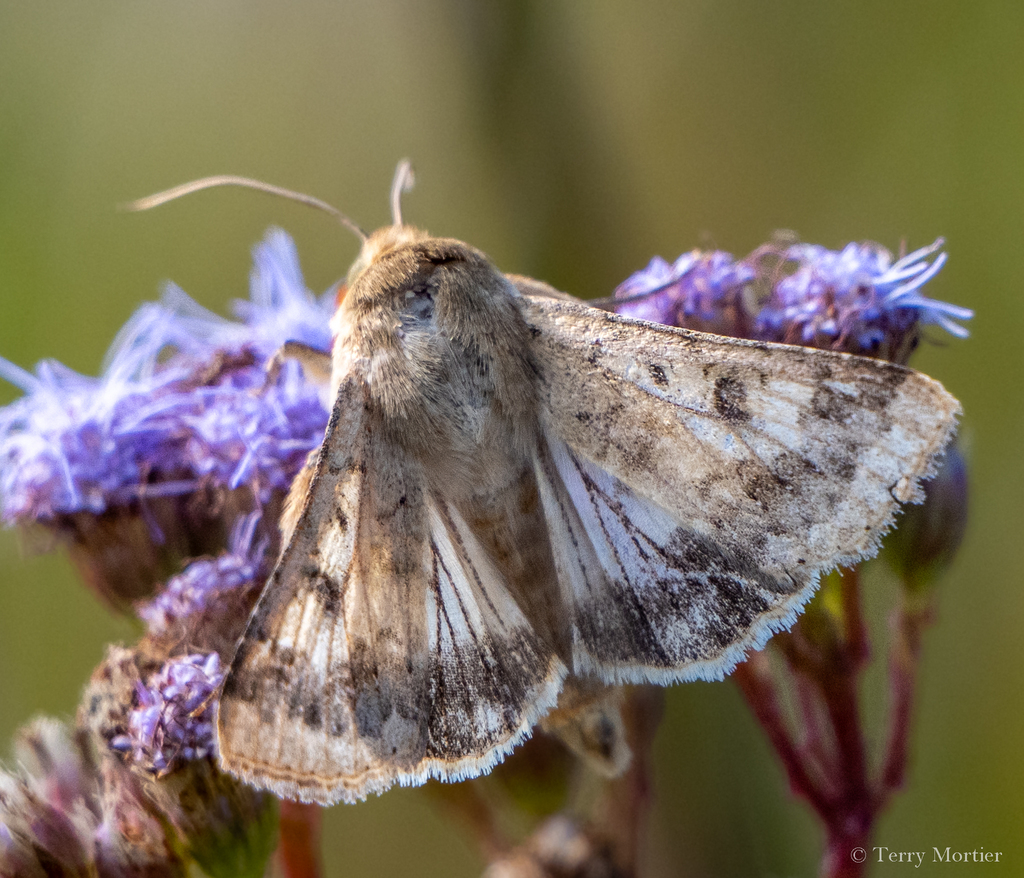 Corn Earworm Moth from South Padre Island, TX, USA on February 1, 2025 ...