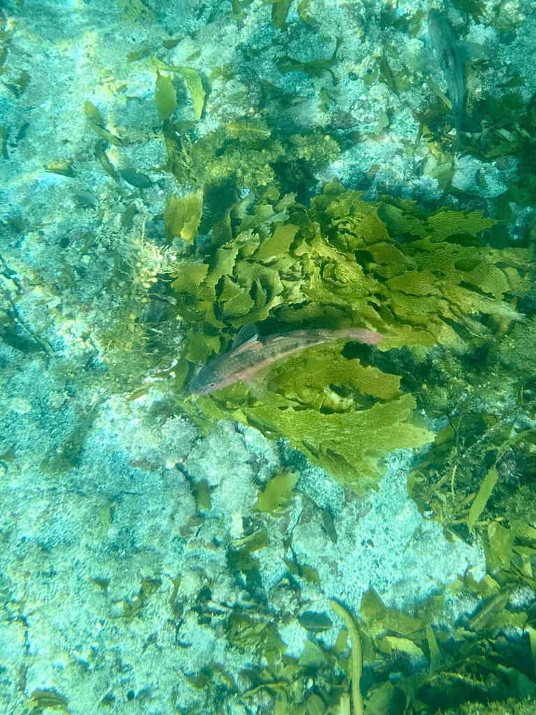 Goatfish from Auckland, New Zealand on February 02, 2025 at 04:58 PM by ...