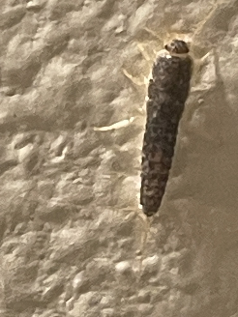Long-tailed Silverfish from Gulf View Blvd, Dunedin, FL, US on February ...