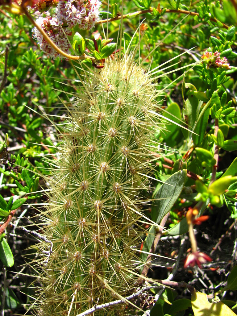 Golden-spined Cereus from Ensenada, B.C., México on April 15, 2012 at ...