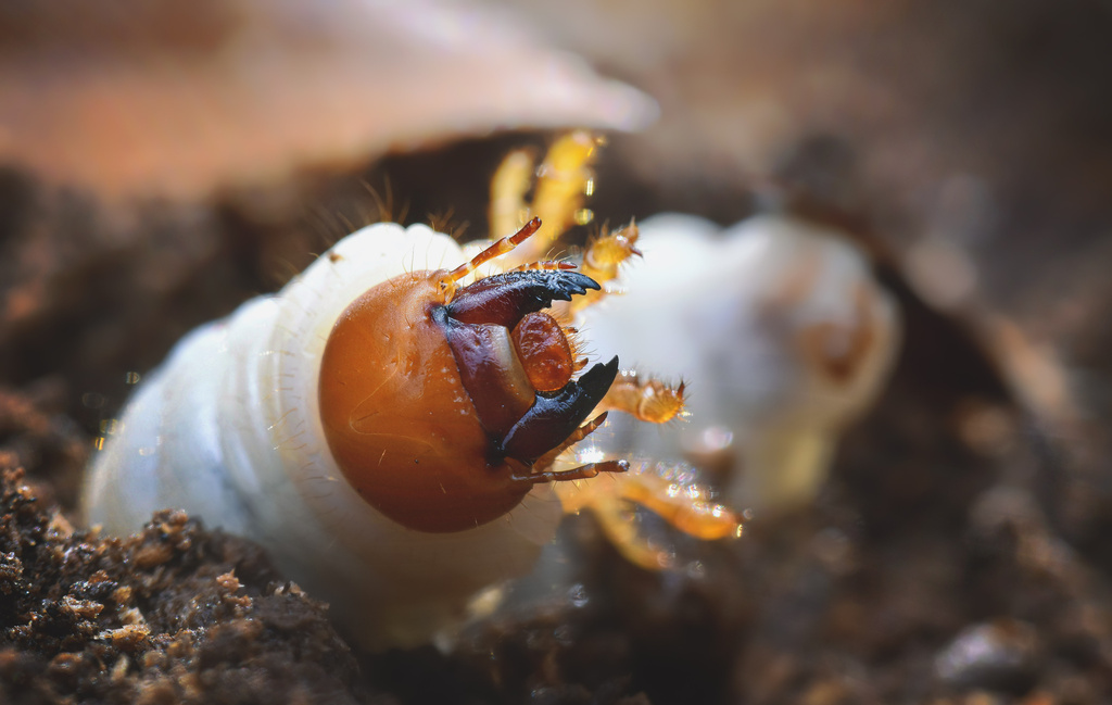 Elk Stag Beetle from Lake Rabon Dr, Laurens, SC, US on February 3, 2025 ...