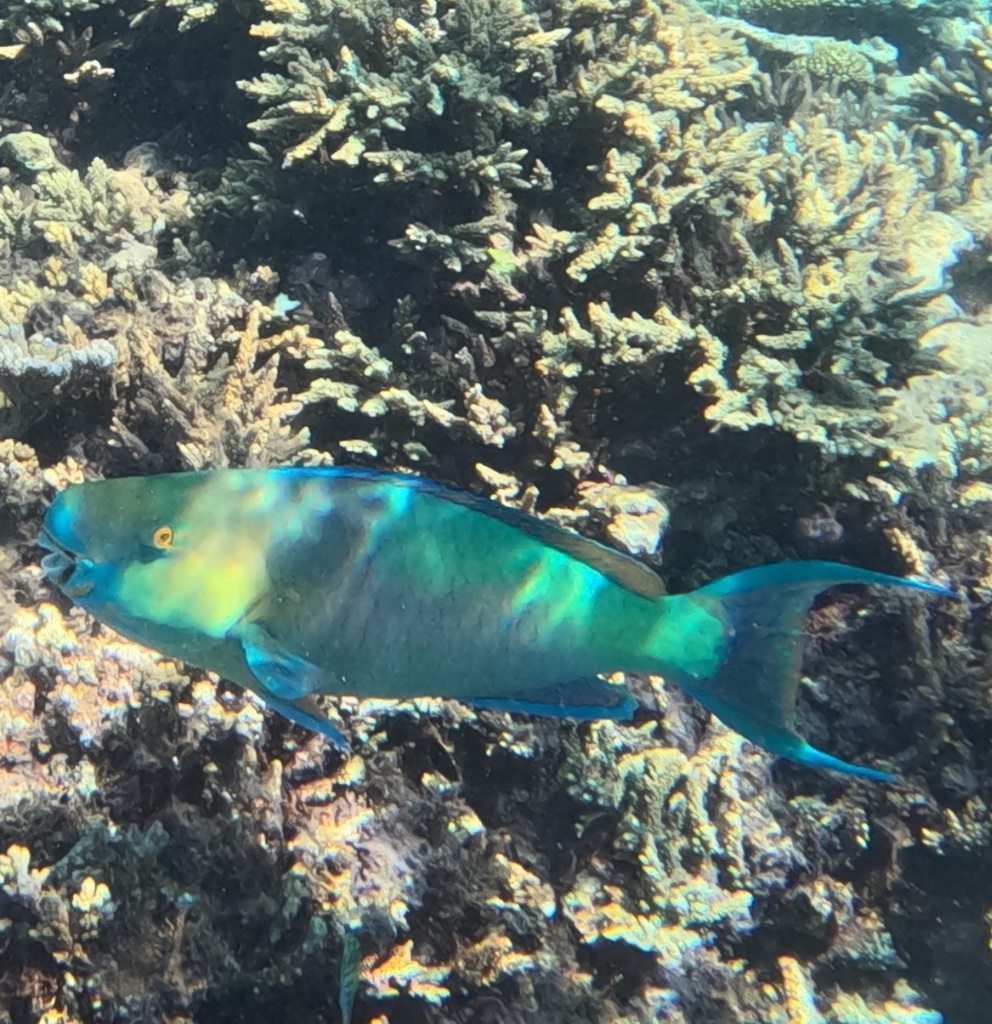 Redlip Parrotfish from South Pacific Ocean, Queensland, QLD, AU on ...