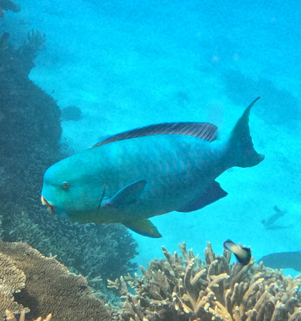 Steephead Parrotfish from South Pacific Ocean, Queensland, QLD, AU on ...