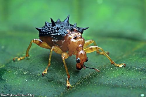 Hoplapoderus hystrix · iNaturalist
