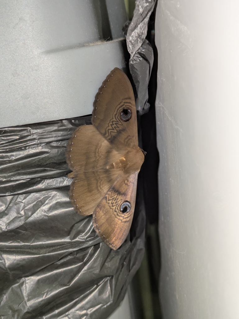 Southern Moon Moth from Cranbourne VIC 3977, Australia on February 4 ...