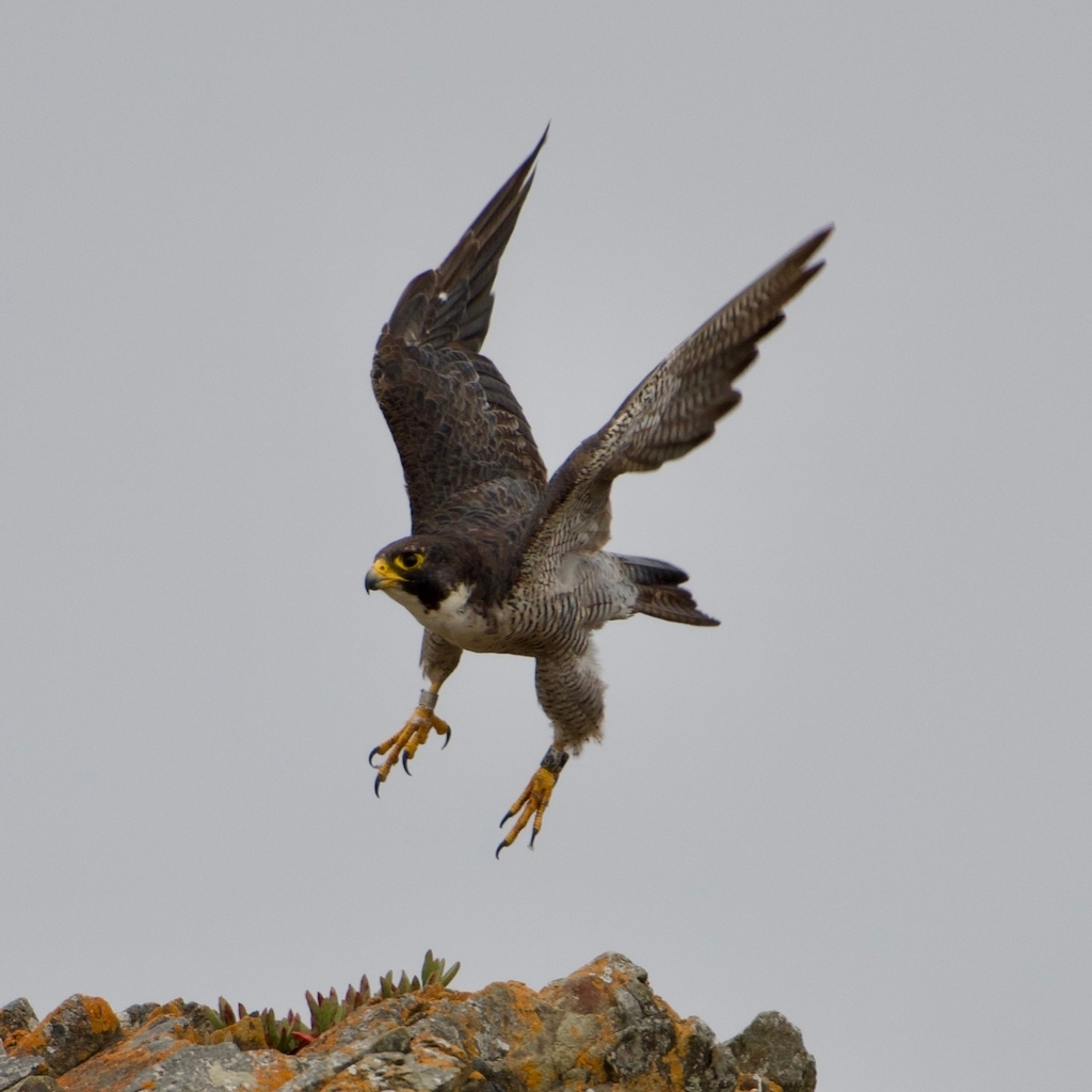 Peregrine Falcon from Sonoma County, CA, USA on July 31, 2019 at 10:12 ...