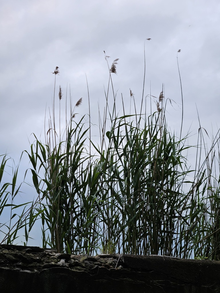 common reed from Sprague, CT, USA on June 9, 2024 at 06:58 PM by Jim ...