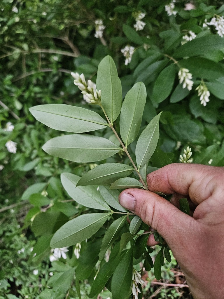 border privet from Sprague, CT, USA on June 9, 2024 at 07:06 PM by Jim ...