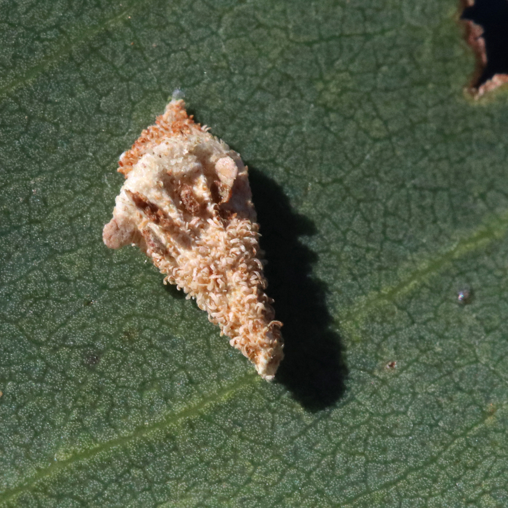 Ribbed Case Moth from Gordon VIC 3345, Australia on February 1, 2025 at ...