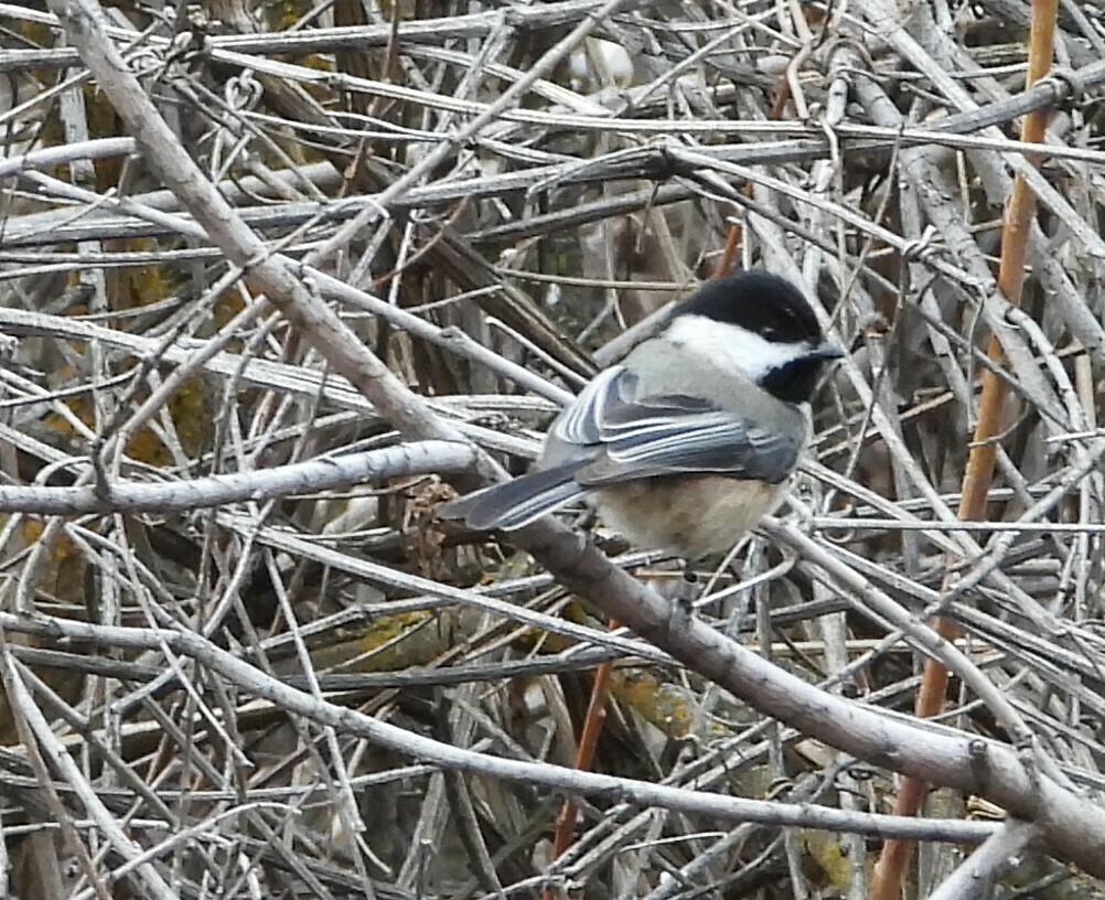 Black-capped Chickadee from Yakima, WA, USA on February 3, 2025 at 03: ...