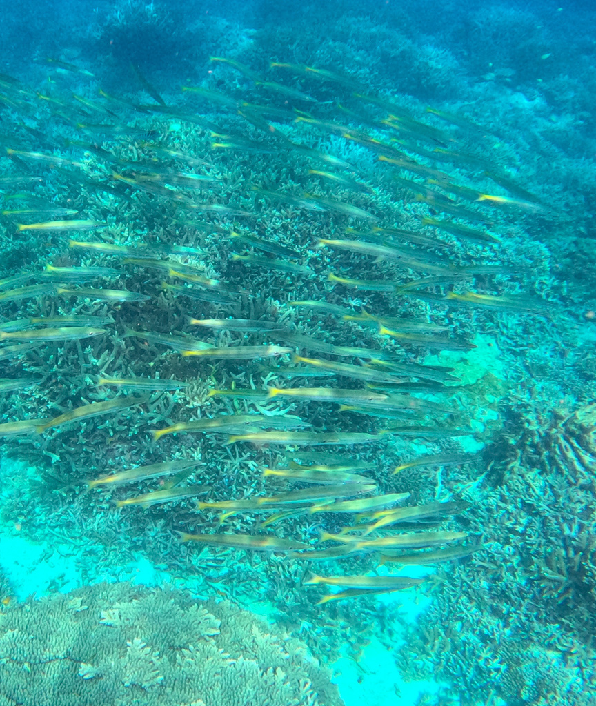 Striped Barracuda from South Pacific Ocean, Queensland, QLD, AU on ...