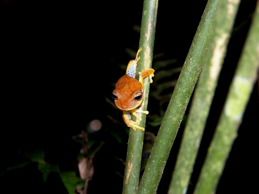 Map Tree Frog from Posada Amazonas on October 12, 2012 at 04:12 PM by ...