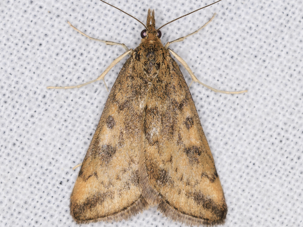 Mottled Pyrausta Moth from Camp Cuyamaca, San Diego County, CA, USA on ...