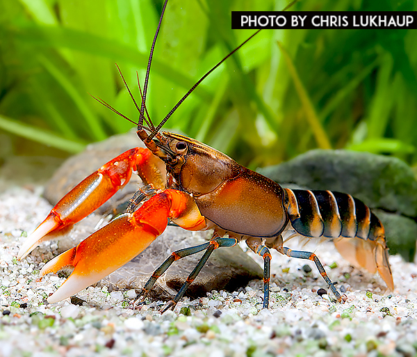 Blue-claw Zebra Crayfish from North Fly, Papua-Neuguinea on July 5 ...