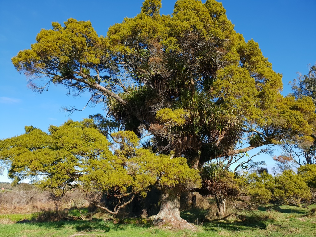 Tōtara (Podocarpus totara) - Botanical Realm