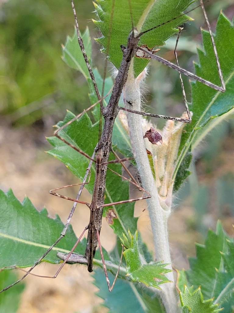 Blue Mountain Stick-Insect from Wentworth Falls NSW 2782, Australia on ...