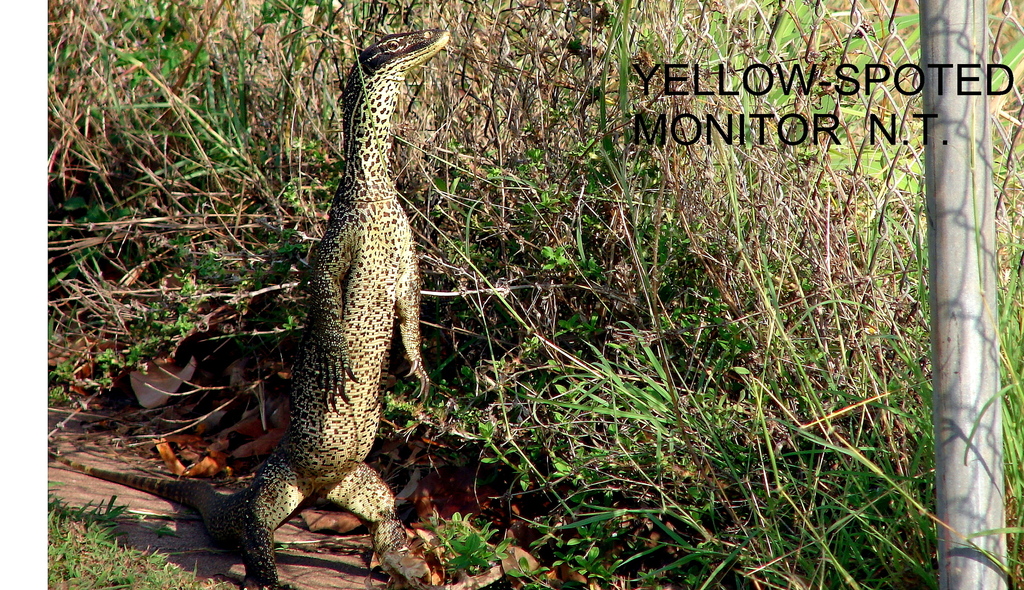Eastern Argus Monitor from Darwin NT, Australia on November 16, 2006 at ...