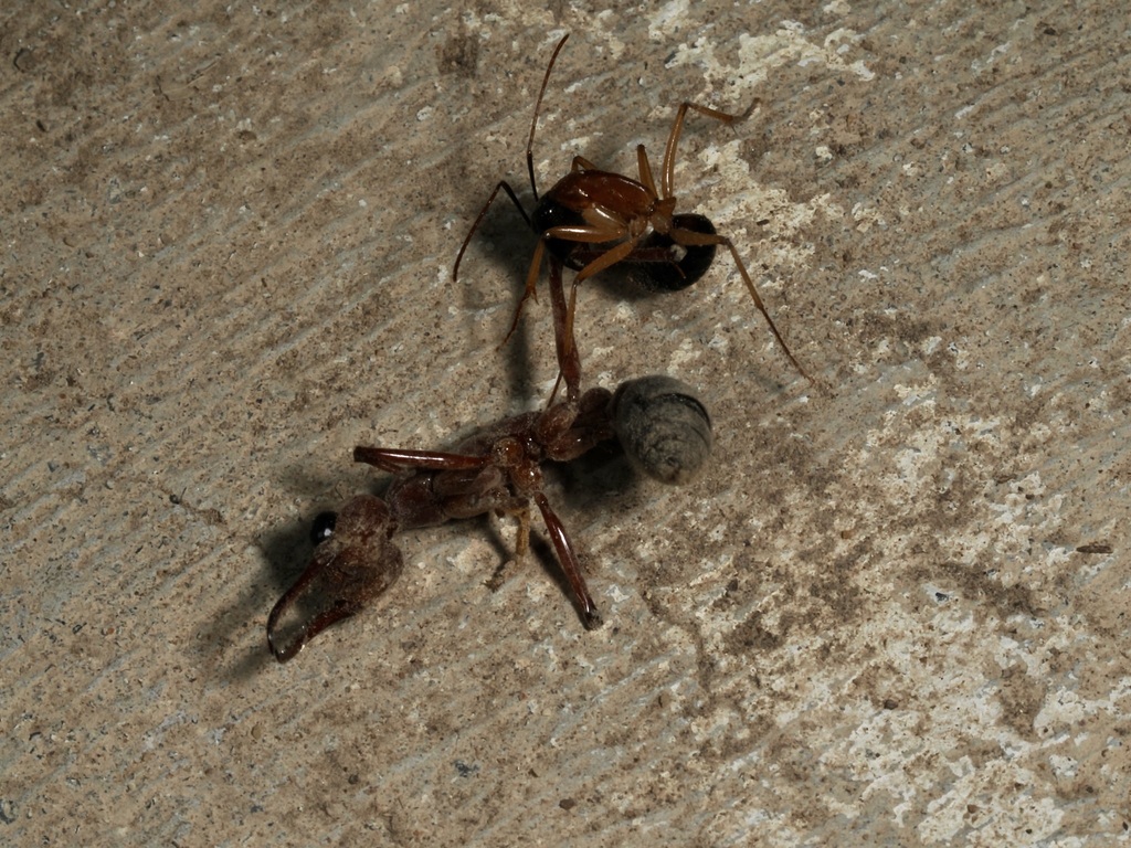 Giant Bulldog Ant from Pillar Valley NSW 2462, Australia on February 2 ...