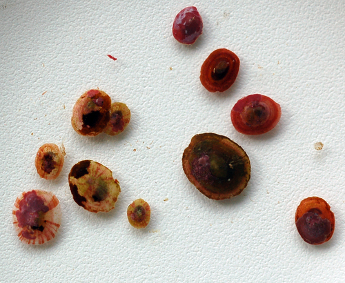 Erginus puniceus · iNaturalist Mexico