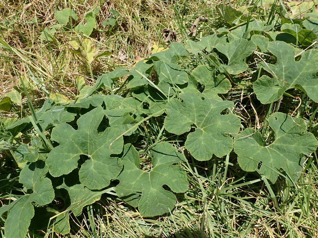 fig-leafed gourd from Pouto Peninsula, Northland, New Zealand on ...