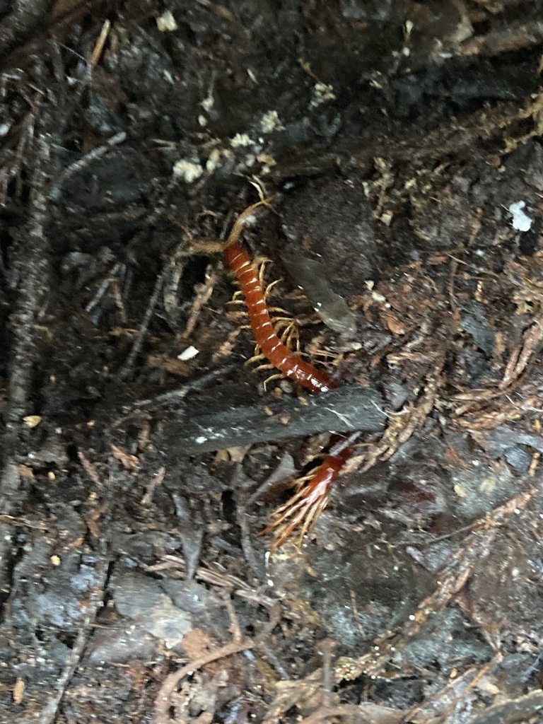 Western Fire Centipede from El Corte de Madera Creek Preserve, Redwood ...
