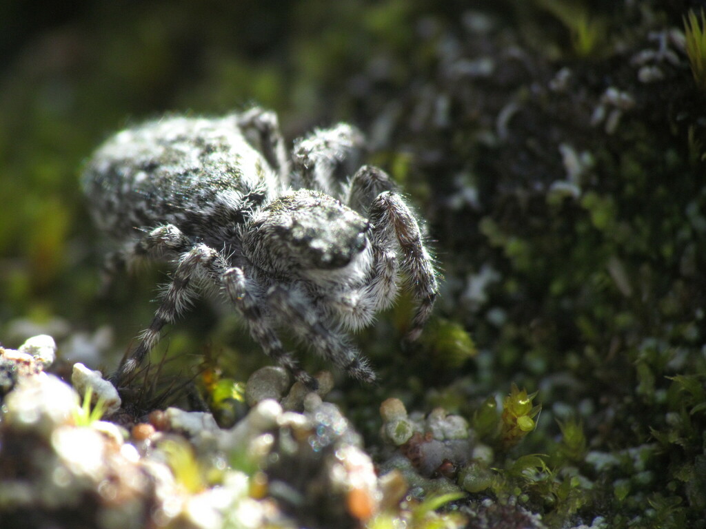 Jumping Spiders from Treble Cone 9382, New Zealand on January 30, 2025 ...