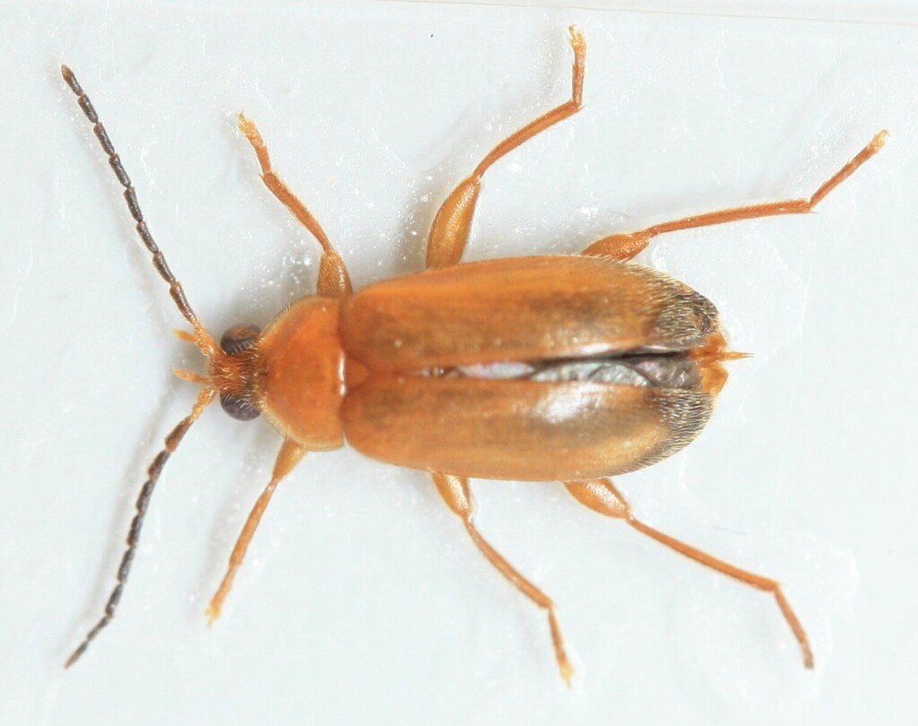 Elodes from Лишняги, Московская обл., Россия, 142956 on June 11, 2023 ...