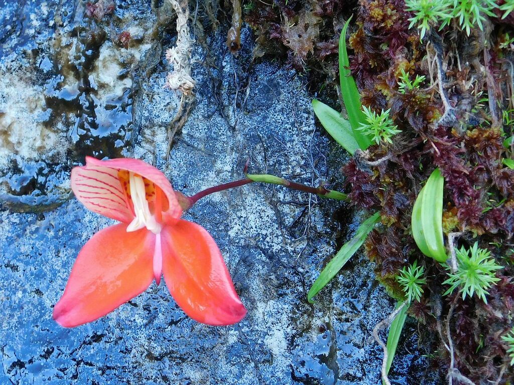 red disa from Disa Falls, Greyton, 7233, South Africa on February 3 ...
