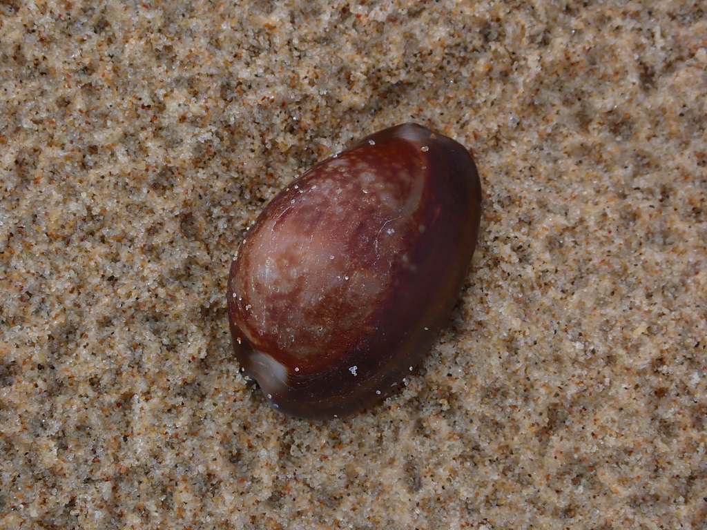 Snakehead Cowrie from Bundagen NSW 2454, Australia on February 4, 2025 ...