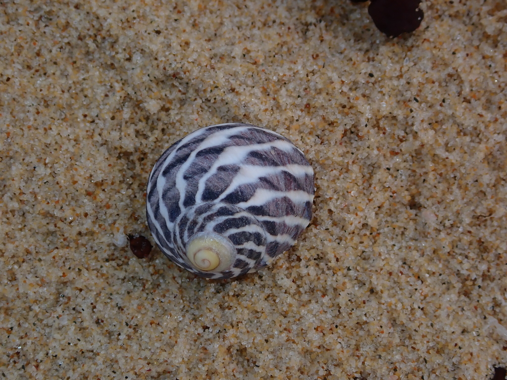 Zebra Top Snail from Bundagen NSW 2454, Australia on February 4, 2025 ...