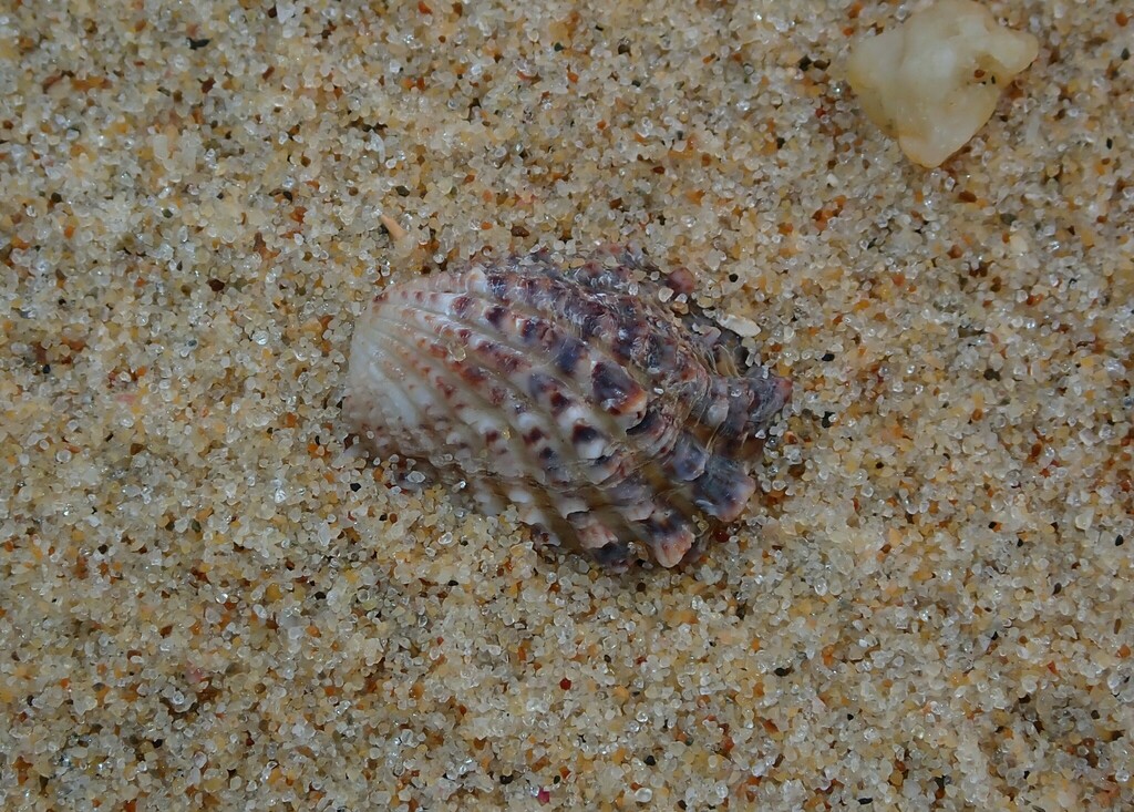 Cardita aviculina from Bundagen NSW 2454, Australia on February 4, 2025 ...