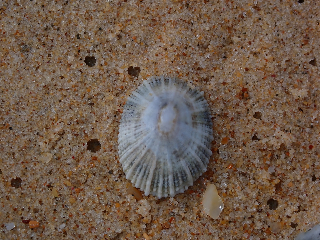 Cap-shaped False Limpet from Bundagen NSW 2454, Australia on February 4 ...