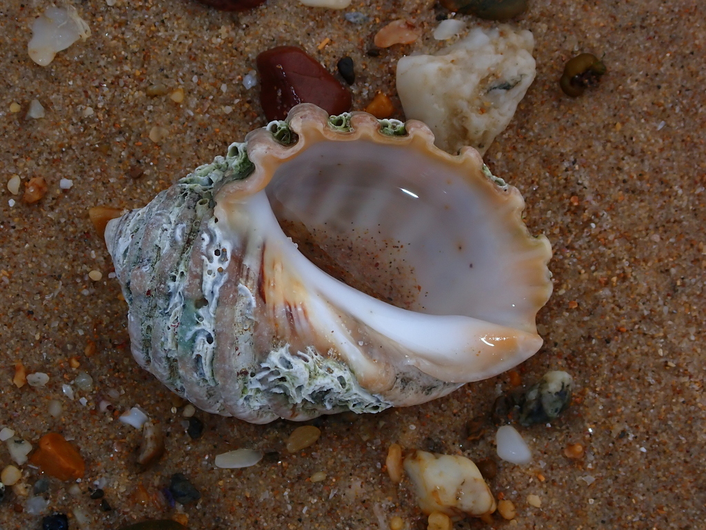 Cart-Rut Shell from Bundagen NSW 2454, Australia on February 4, 2025 at ...