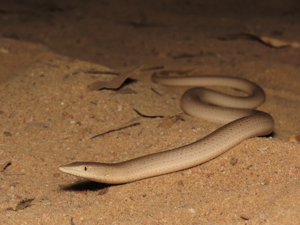 Burton's Snake-lizard from White Rock QLD 4306, Australia on January 31 ...